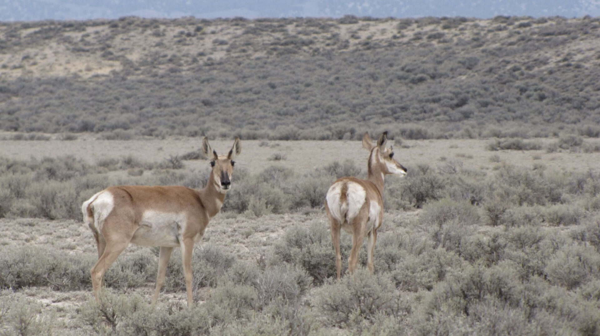 From Winnemucca to the Sea | NevadaGram from the Nevada Travel Network